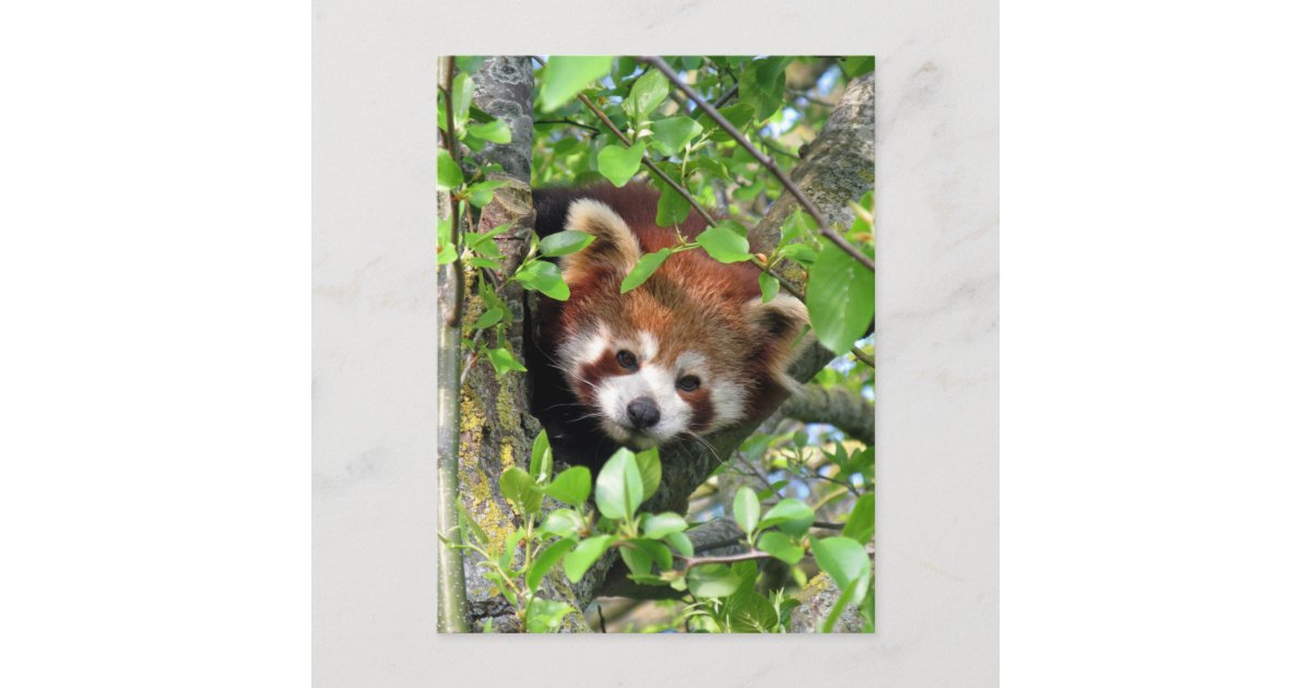 Red panda postcard | Zazzle