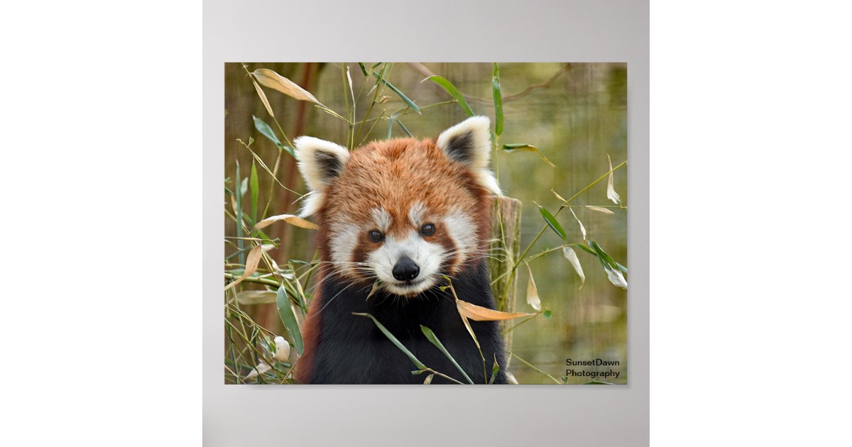 Red Panda Poster | Zazzle