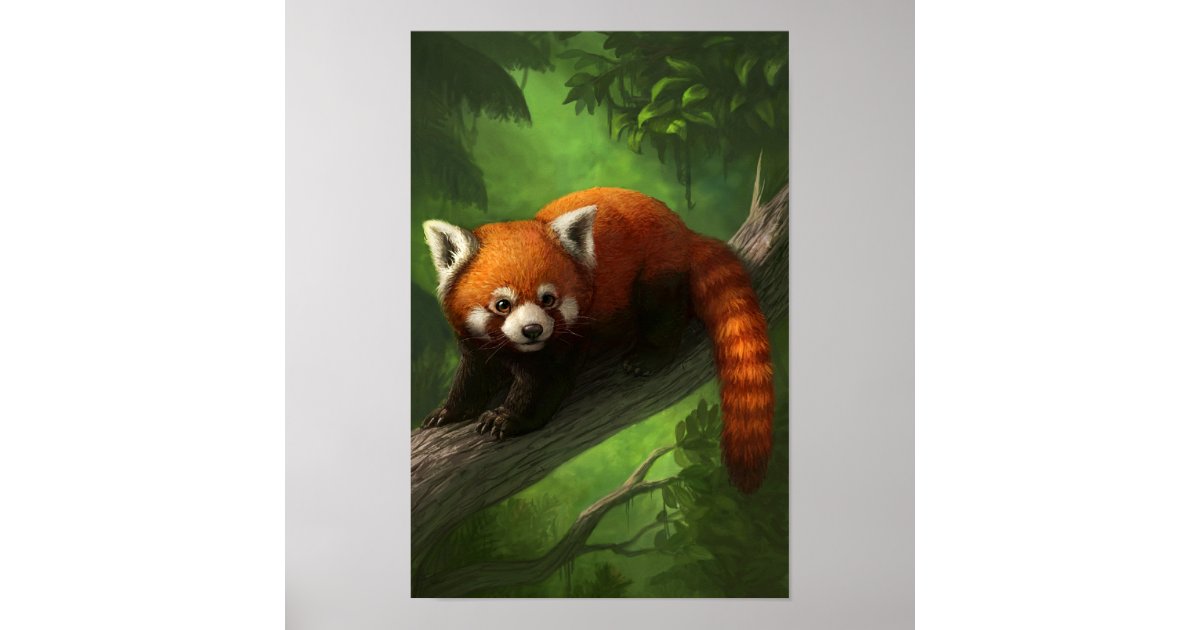Red Panda Poster | Zazzle