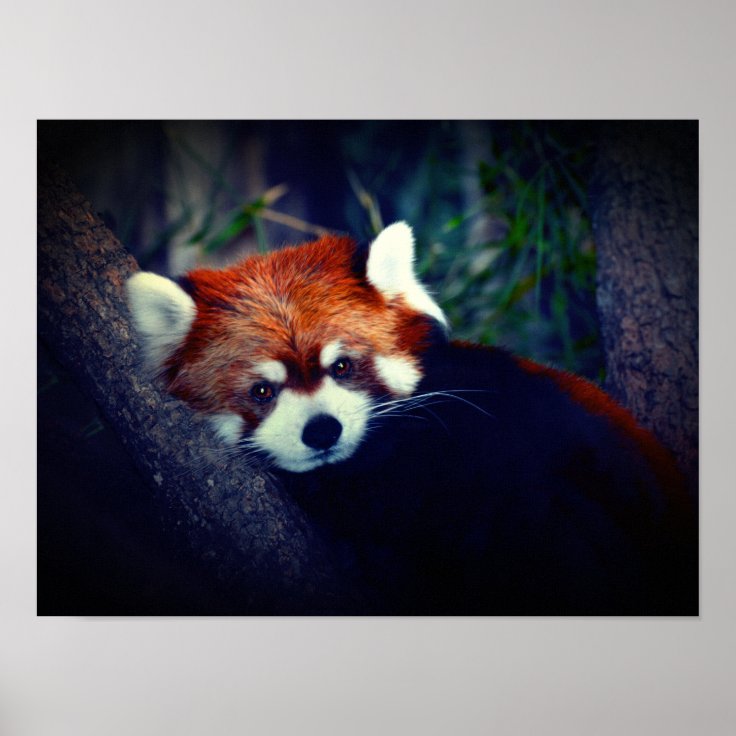 Red Panda Poster | Zazzle
