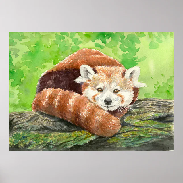 Red panda poster | Zazzle