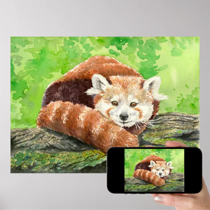 Red panda poster | Zazzle