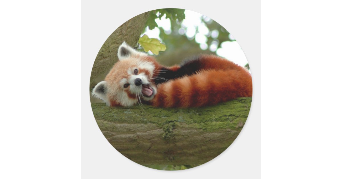 Red Panda round sticker | Zazzle
