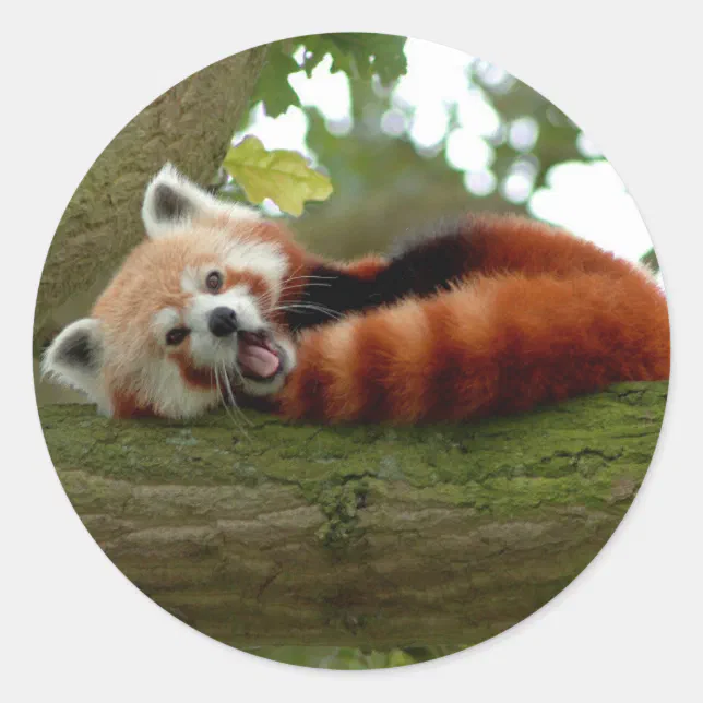 Red Panda round sticker | Zazzle