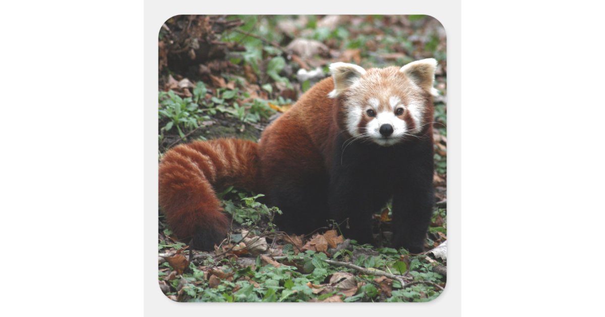 Red Panda Square Sticker | Zazzle