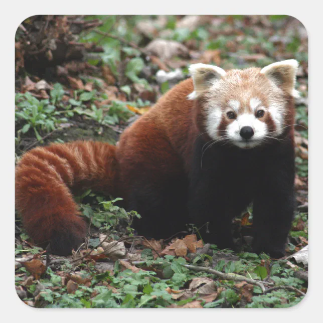 Red Panda Square Sticker | Zazzle