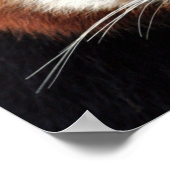 Red Panda, Taronga Zoo, Sydney, Australia Poster | Zazzle