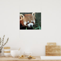 Red Panda, Taronga Zoo, Sydney, Australia Poster | Zazzle