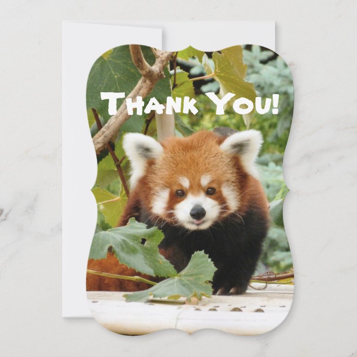Red Panda Thank You Card | Zazzle