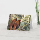 Red Panda Valentines Card | Zazzle.com