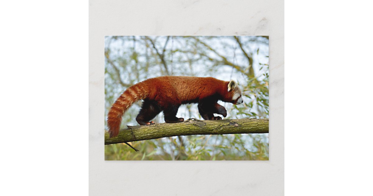 Red panda walking on branch postcard | Zazzle