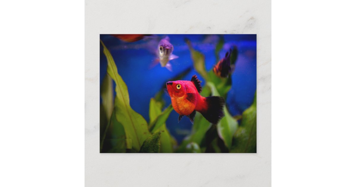 Red Platy Fish Postcard | Zazzle
