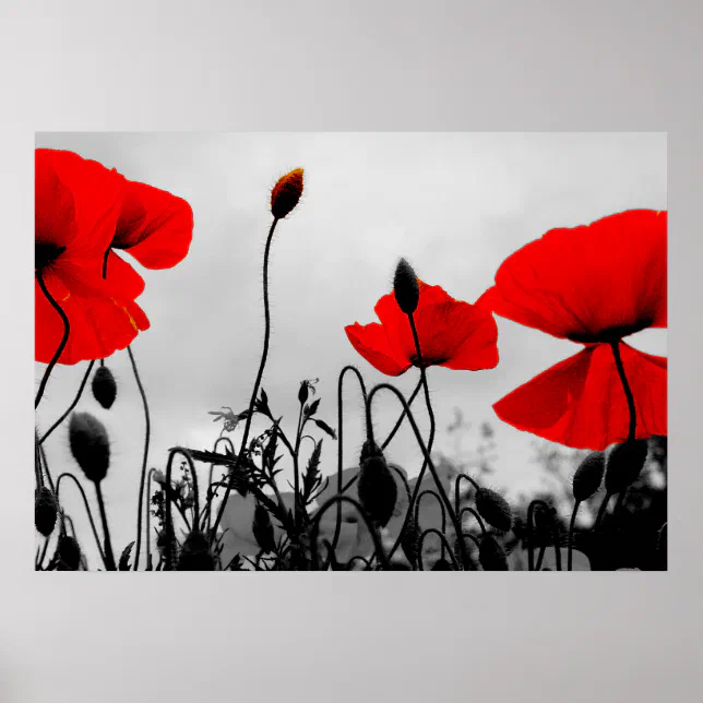 Red Poppies in the Field Poster Print | Zazzle