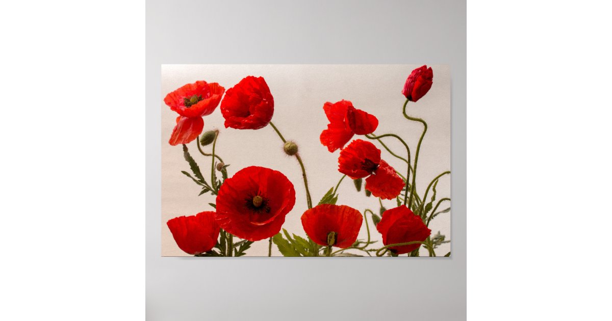 Red poppies poster | Zazzle