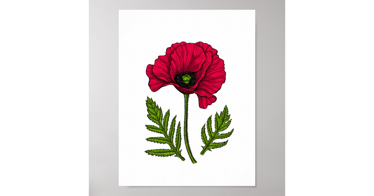 Red poppy drawing 3 poster | Zazzle