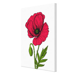 Red poppy drawing canvas print | Zazzle