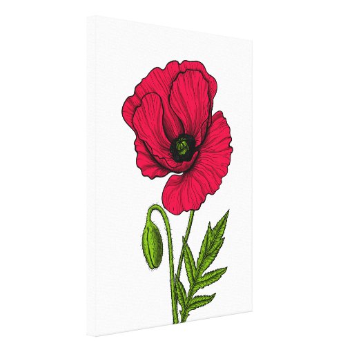 Red poppy drawing canvas print | Zazzle