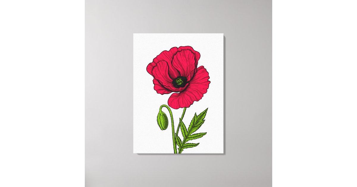 Red poppy drawing canvas print | Zazzle
