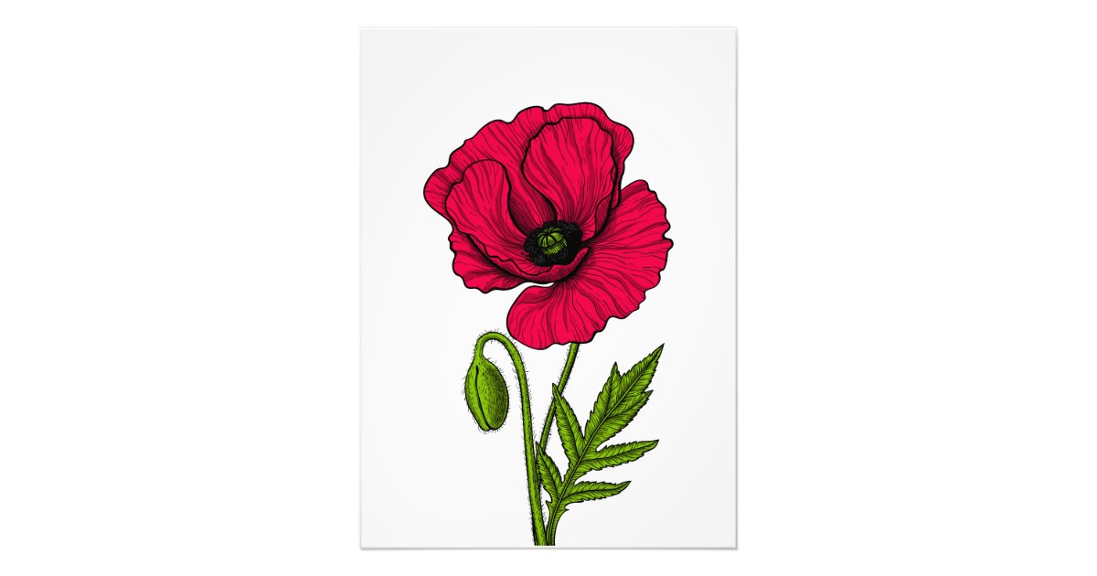 Red poppy drawing photo print | Zazzle