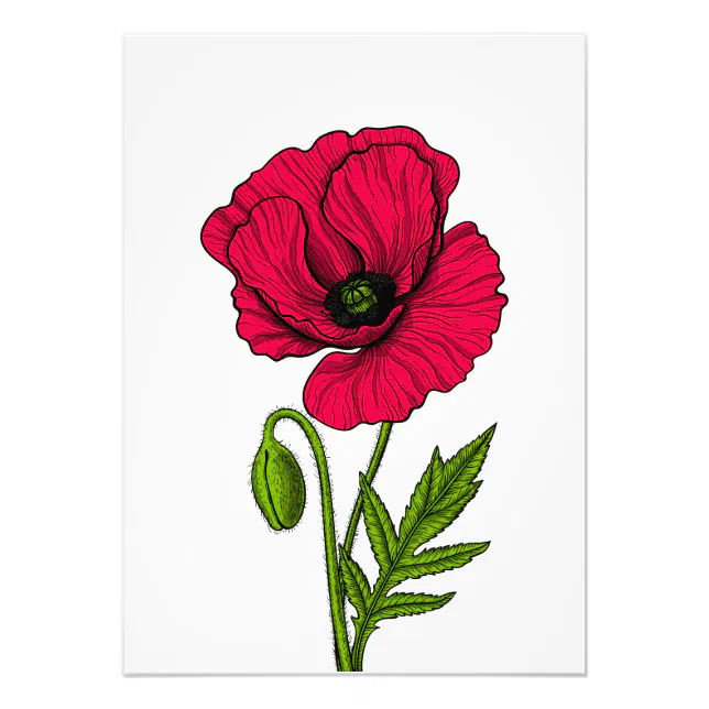 Red poppy drawing photo print | Zazzle