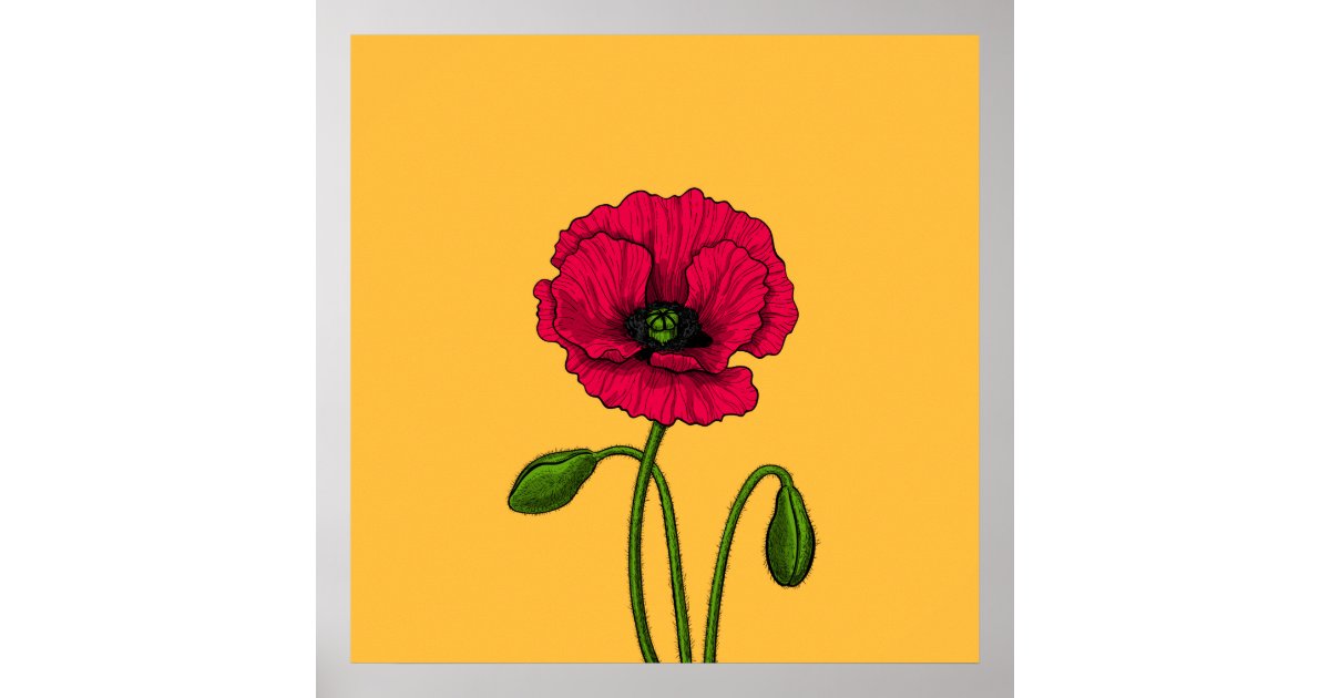 Red poppy drawing poster | Zazzle