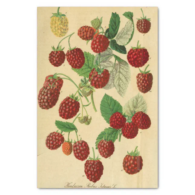 Red Raspberry Script Ephemera Decoupage Tissue Paper | Zazzle