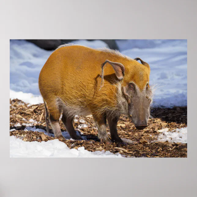 Red River Hog In The Snow Poster | Zazzle