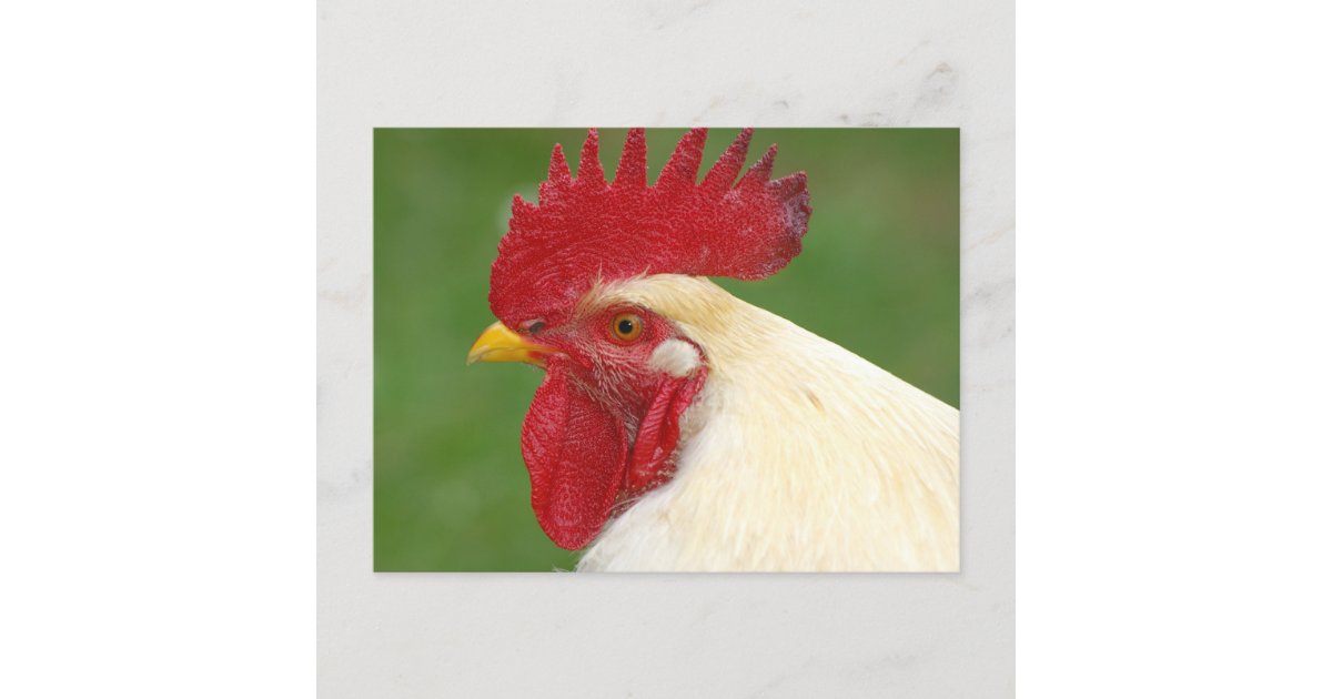 Red Rooster's Comb Country Rooster Gifts Postcard | Zazzle