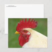 Red Rooster's Comb Country Rooster Gifts Postcard | Zazzle