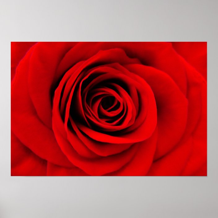 Red Rose Floral Poster | Zazzle.com