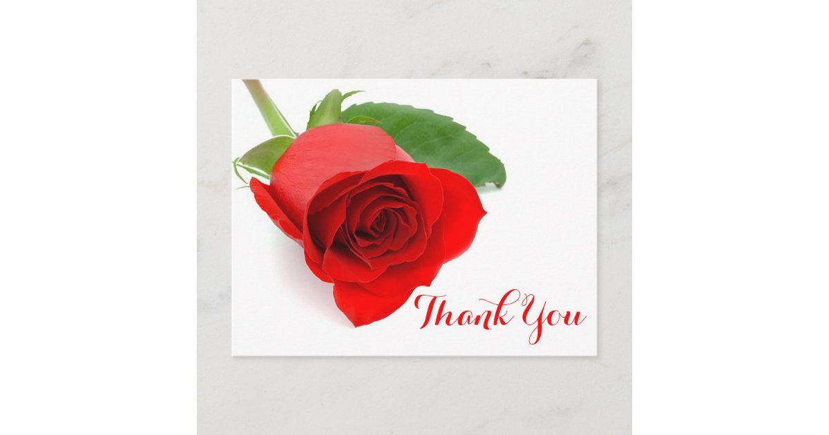 Red Rose Flower Thank You Floral Postcard | Zazzle