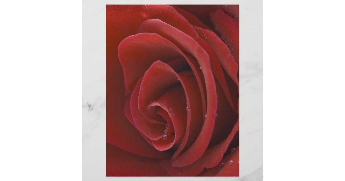 Red Rose Flyer | Zazzle
