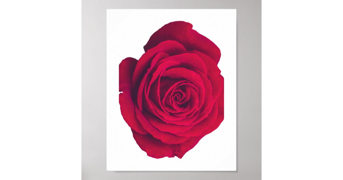 Red Rose Large Facing Right Poster | Zazzle