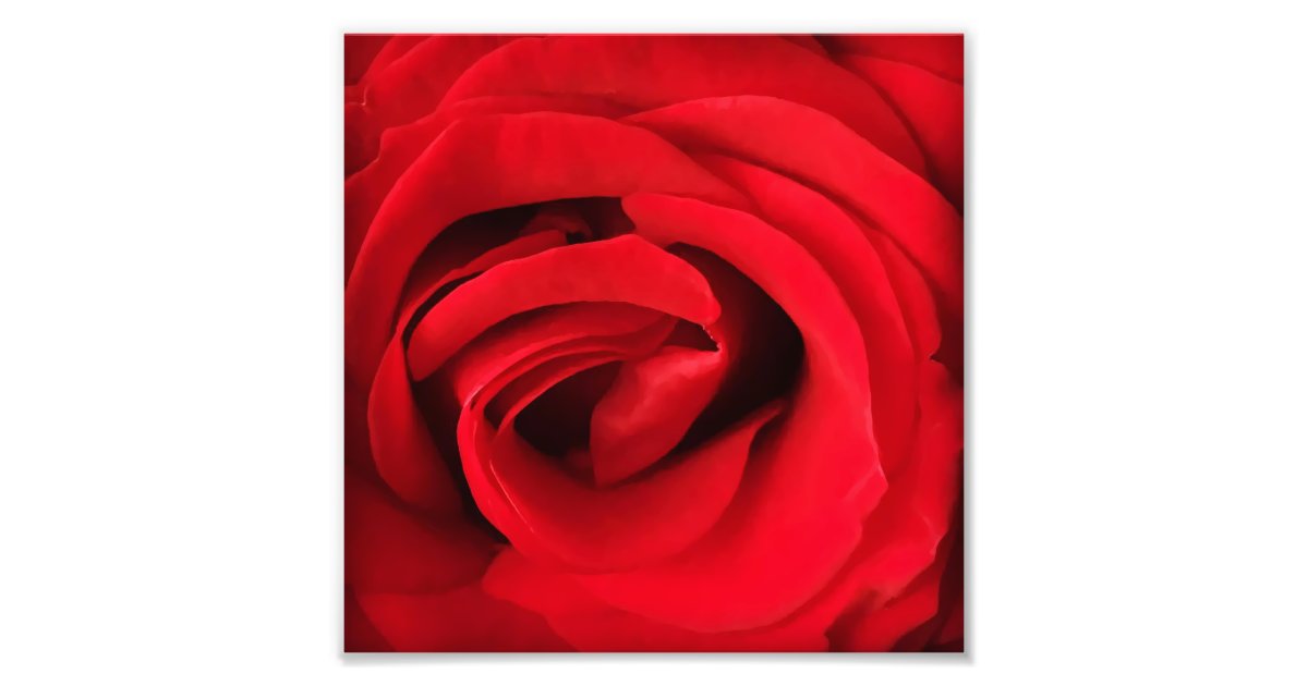 Red Rose Photo Print | Zazzle