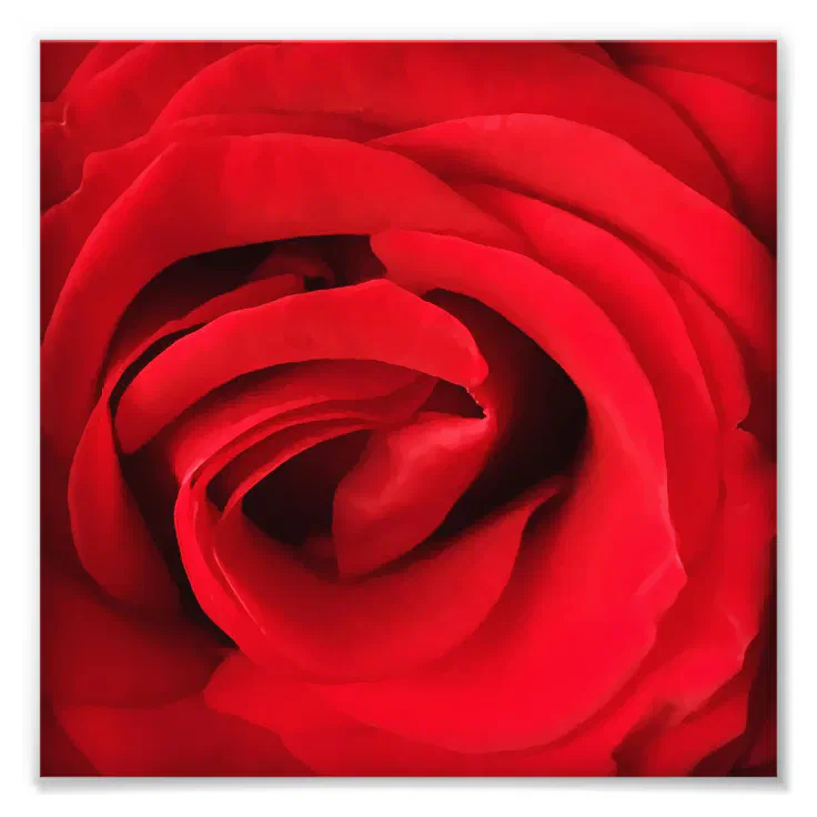 Red Rose Photo Print | Zazzle