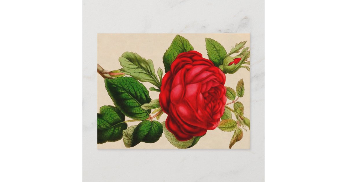 Red Rose Postcard | Zazzle