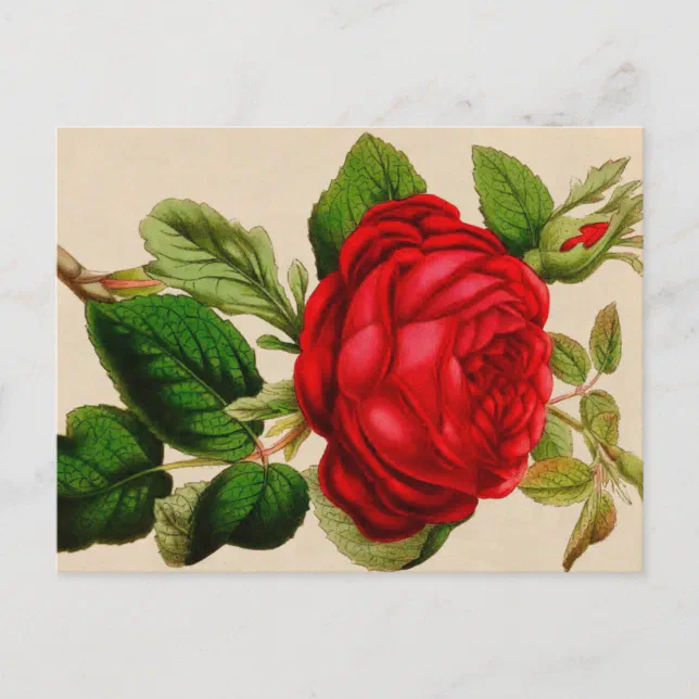 Red Rose Postcard | Zazzle