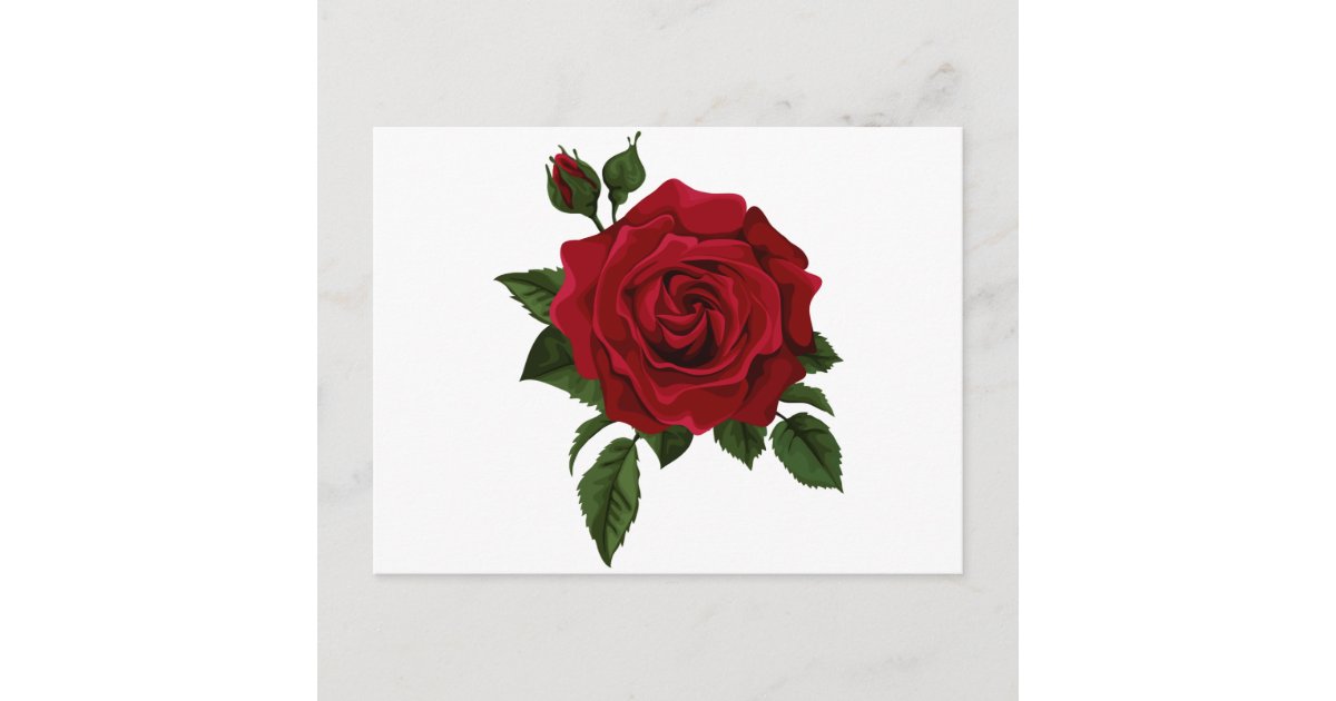 Red rose postcard | Zazzle