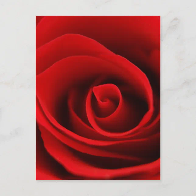 red rose postcard | Zazzle