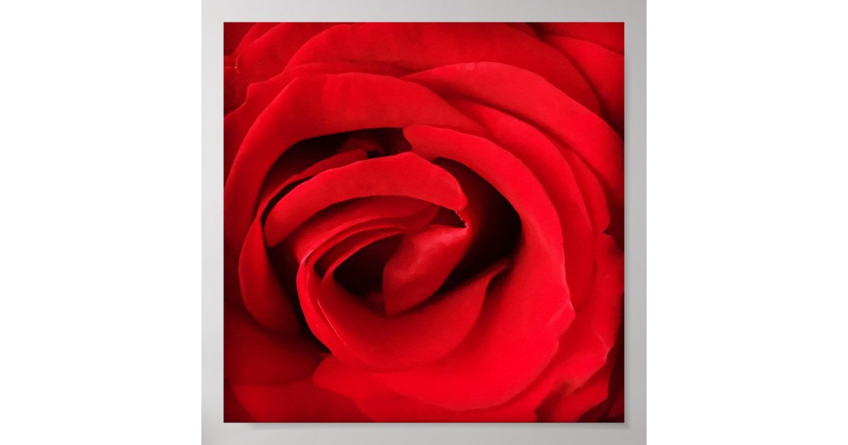 Red Rose Poster | Zazzle