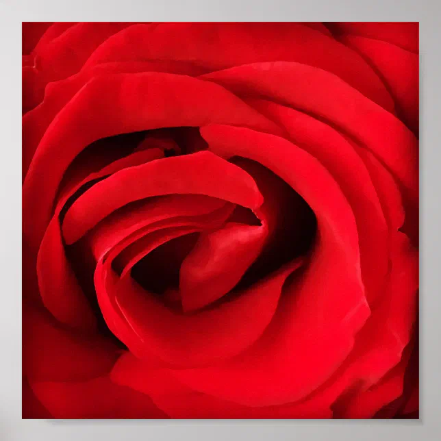 Red Rose Poster | Zazzle