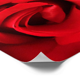 Red Rose Poster | Zazzle