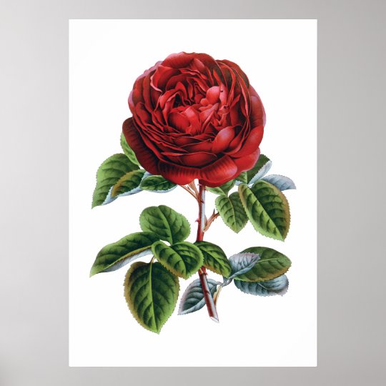 Red rose poster | Zazzle.com