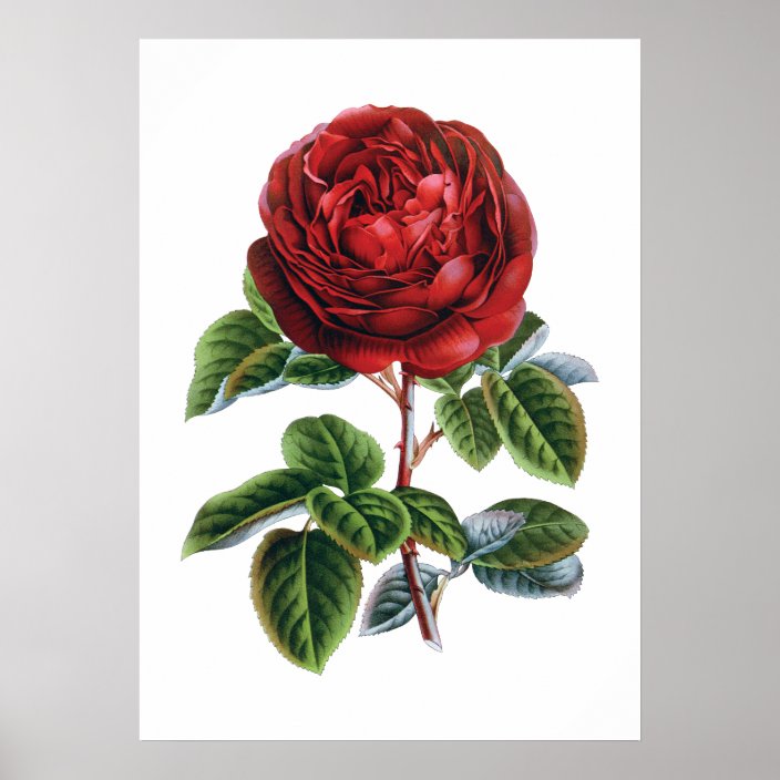 Red rose poster | Zazzle.com