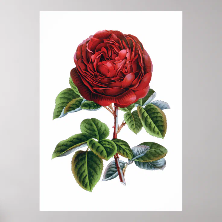 Red rose poster | Zazzle