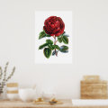 Red rose poster | Zazzle