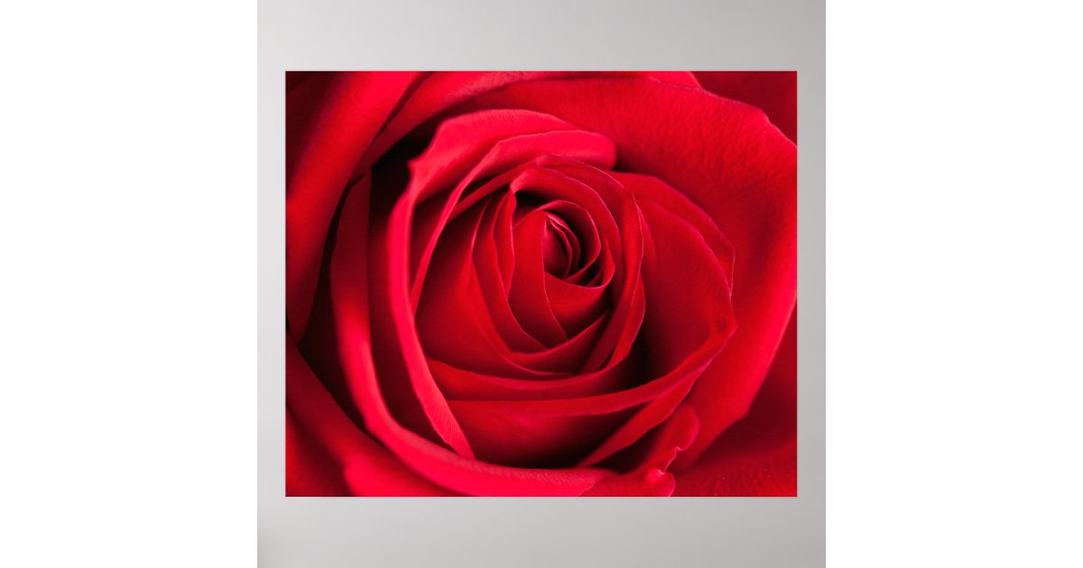 Red Rose Poster | Zazzle