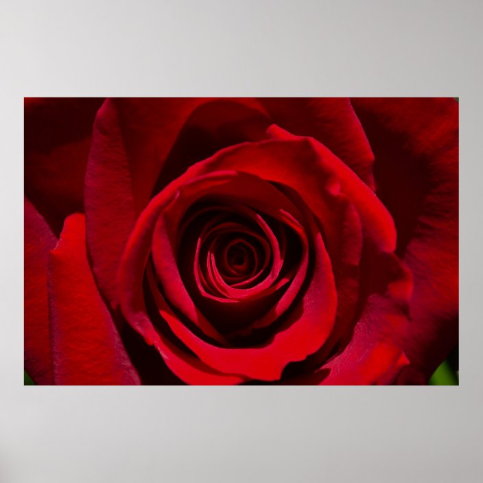 Red Rose poster | Zazzle.com