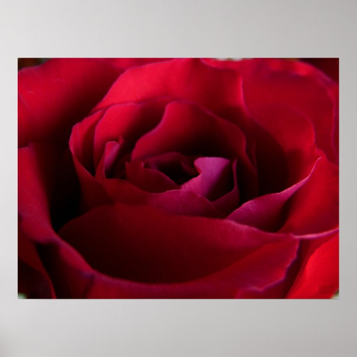Red Rose Poster Print Beautiful Flower Art Print | Zazzle.com