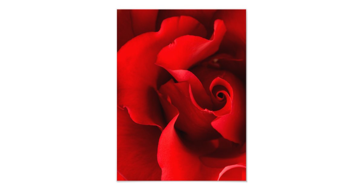 Red Rose - Roses Customized Template Photo Print | Zazzle
